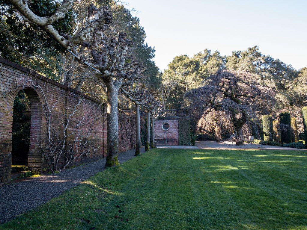 The Camperdown Elm – Scott Loftesness